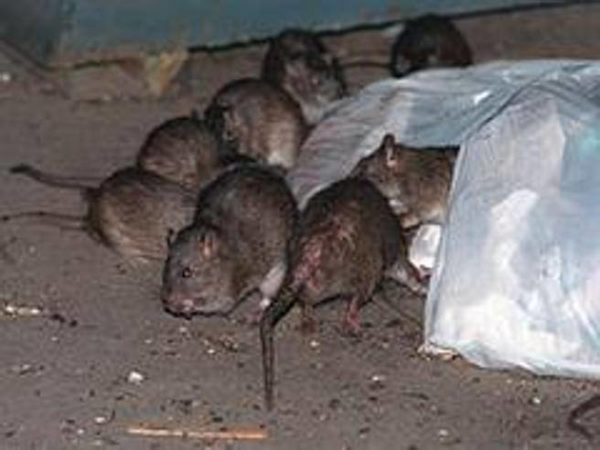 Accende un falò in piena notte per allontanare i topi
