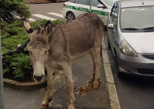 Un asino a spasso per il paese in piena notte