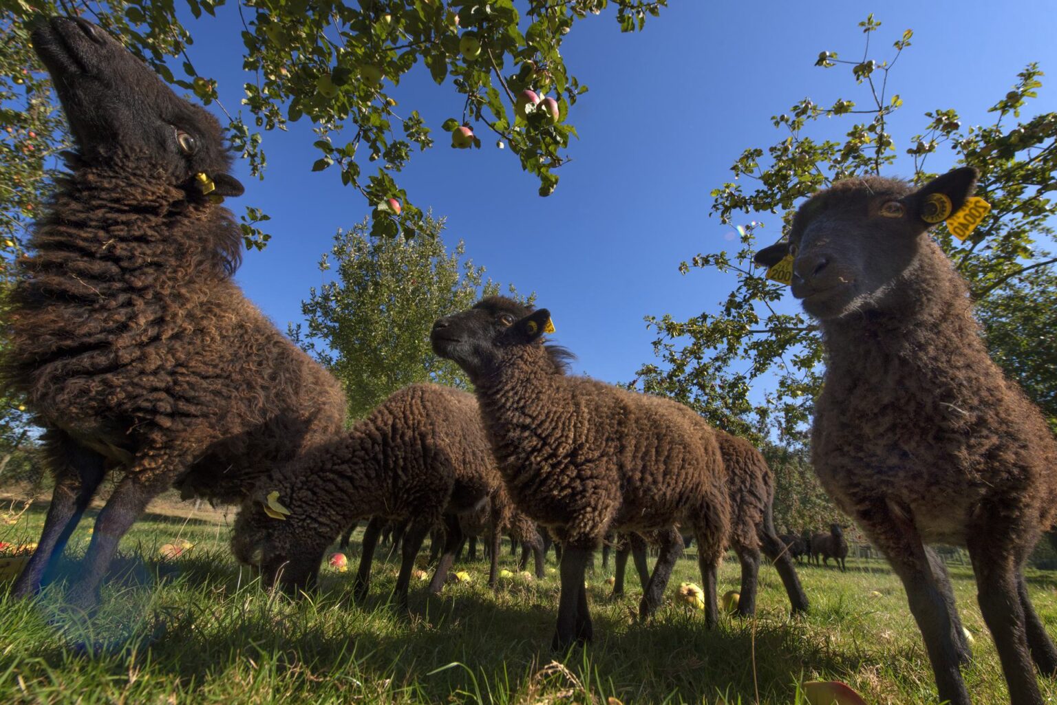A Biella nasce Il Chioso: un progetto agricolo che rigenera la terra